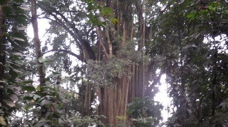 Biological Garden – Fakultas Biologi