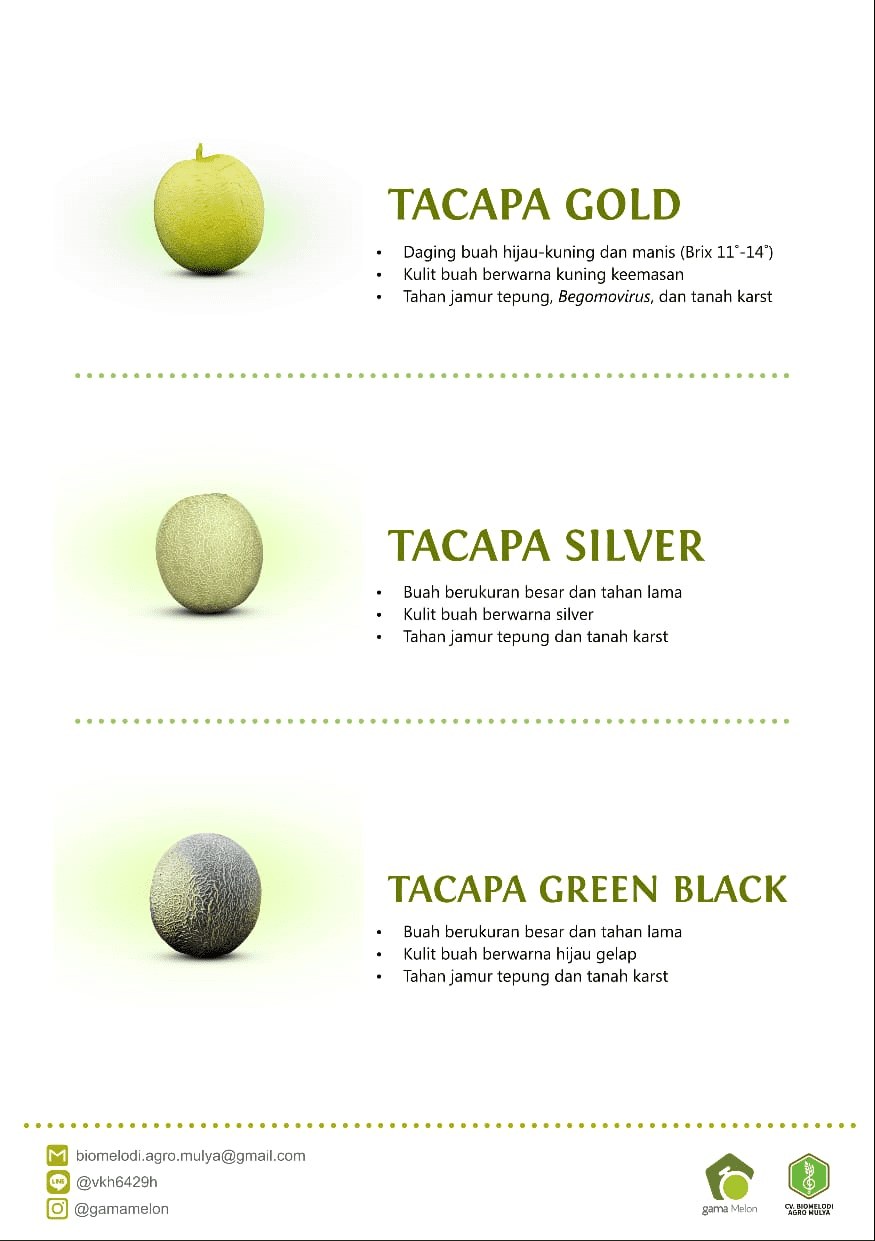 Mahasiswa Fakultas Biologi UGM Mengungkap Variasi Genetik Melon ...