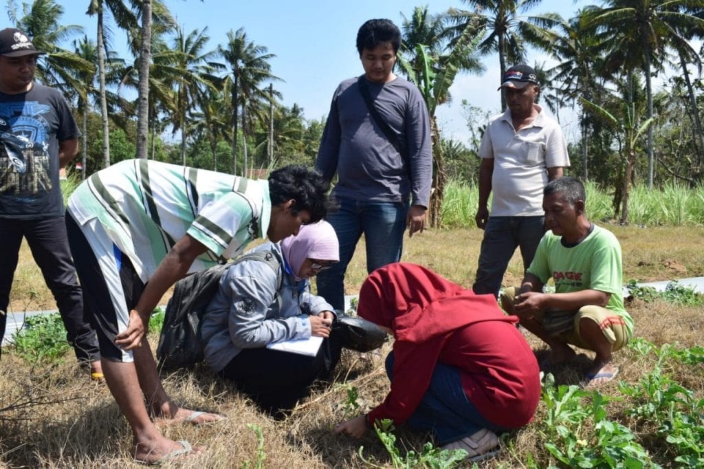 Perkenalkan Teknik Kastrasi dan Polinasi pada Semangka : Petani Desa ...