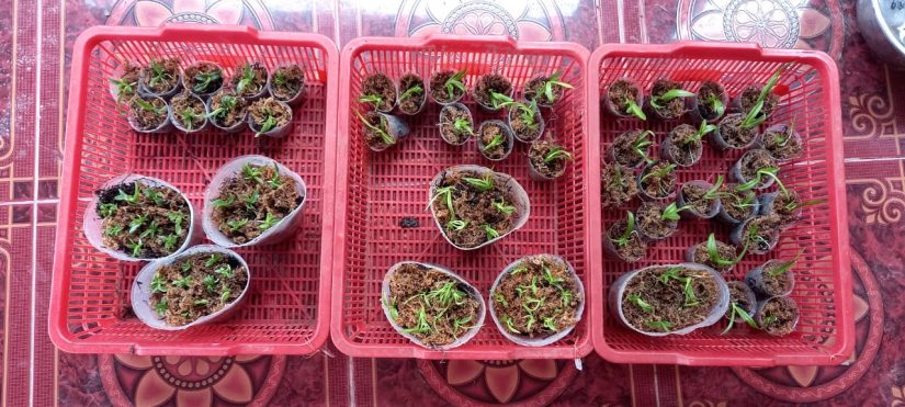 ORCHID CLASS Series Terakhir “Seri #6: mengeluarkan anggrek dari botol ...