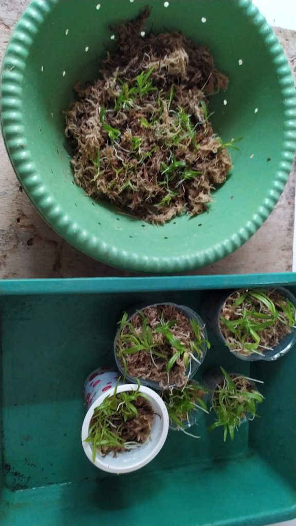 ORCHID CLASS Series Terakhir “Seri #6: mengeluarkan anggrek dari botol ...