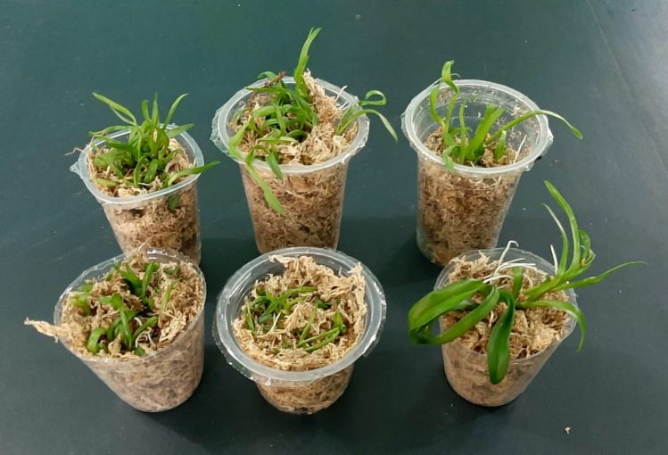 ORCHID CLASS Series Terakhir “Seri #6: mengeluarkan anggrek dari botol ...