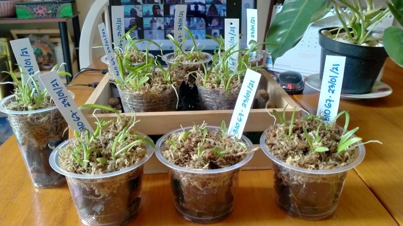 ORCHID CLASS Series Terakhir “Seri #6: mengeluarkan anggrek dari botol ...