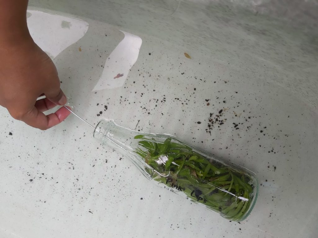 ORCHID CLASS Series Terakhir “Seri #6: mengeluarkan anggrek dari botol ...