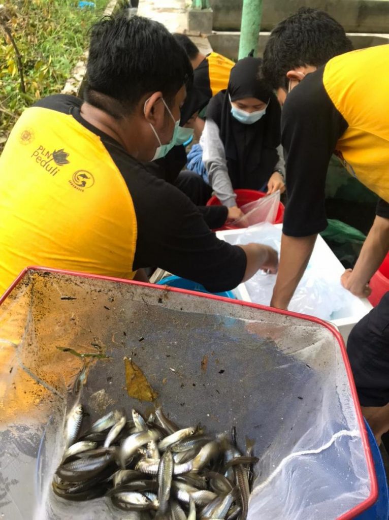 Panen Ikan Wader Pari dan Pembuatan Produk Kerjasama dengan UMKM Jeng ...