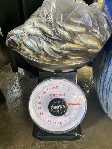 Panen Ikan Wader Pari oleh Tim Gama Wader dan Kolaborasi dengan UMKM ...