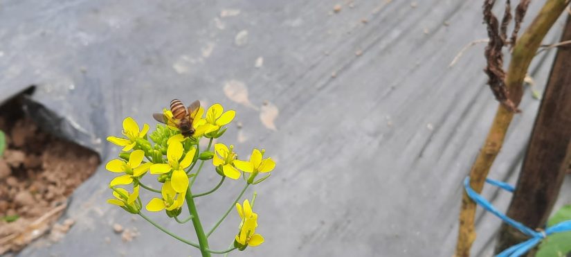 Program MBKM-Riset: Eksplorasi Lebah Corbiculate (Hymenoptera: Apidae ...