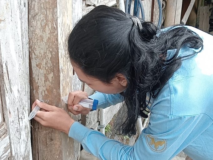 Program MBKM-Riset: Eksplorasi Lebah Corbiculate (Hymenoptera: Apidae ...