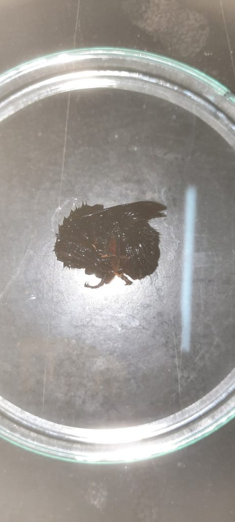 Program MBKM-Riset: Eksplorasi Lebah Corbiculate (Hymenoptera: Apidae ...